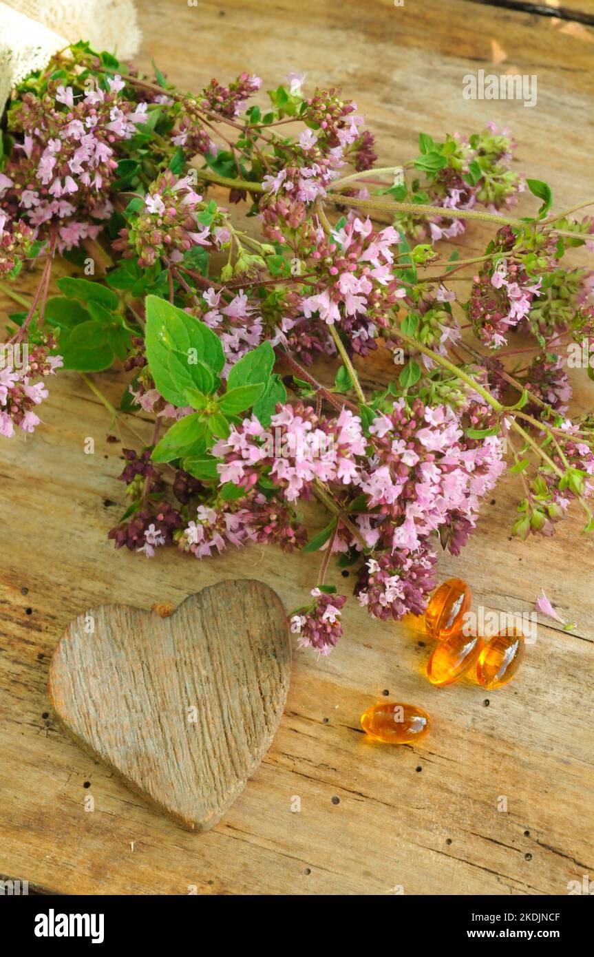 Oregano (Origanum vulgare), aromatic and medicinal plant, oregano ...