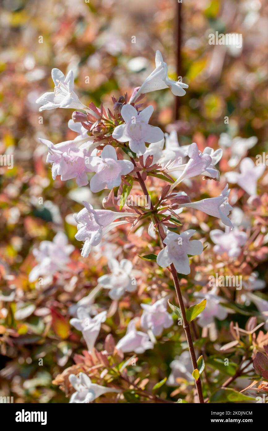 Abelia × grandiflora (= Linnaea × grandiflora Stock Photo - Alamy