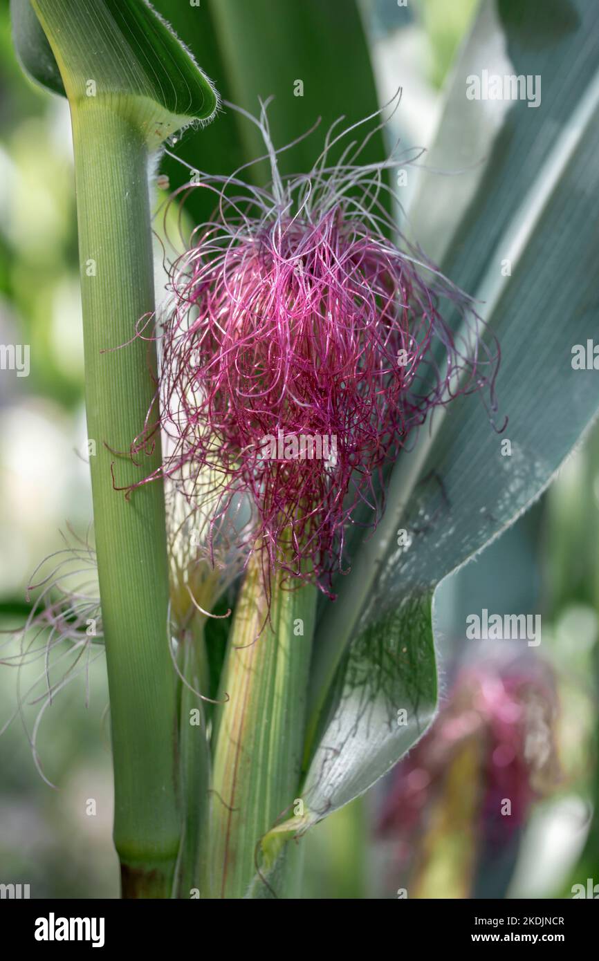 Corn silk on a growing ear of Corn (Zea mays), Cotes-d'Armor, France ...
