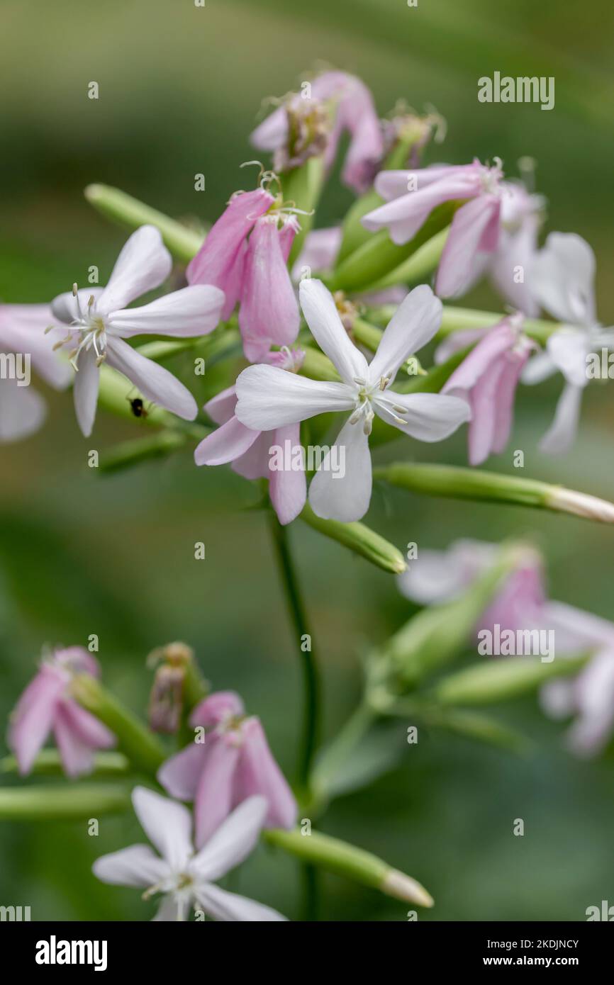 Common soapwort (Saponaria officinalis) flowers, Gers, France Stock ...