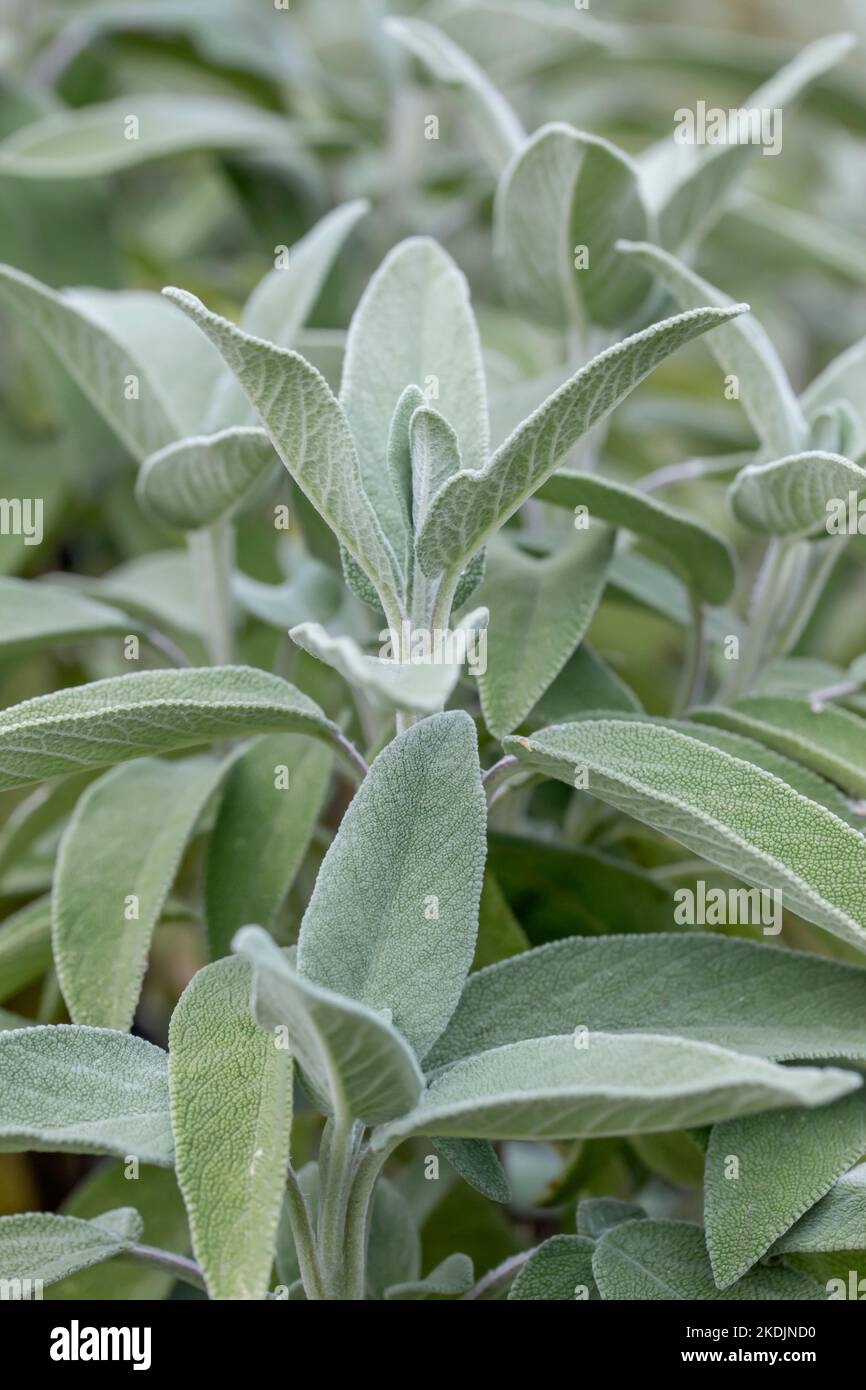 Common sage (Salvia officinalis Stock Photo - Alamy Common sage (Salvia officinalis Stock Photo - Alamy