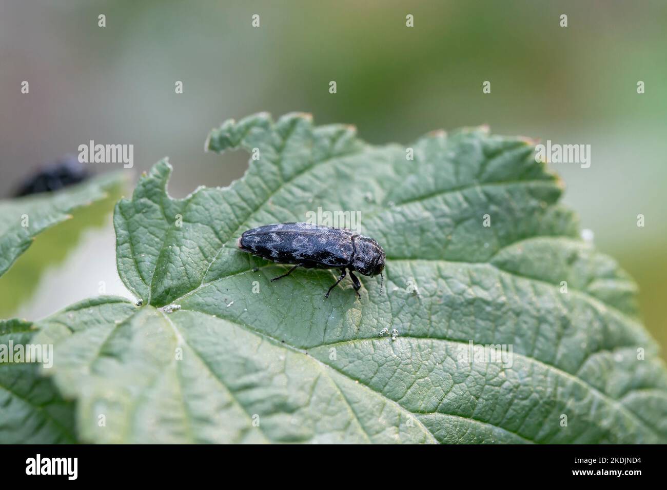 Coraebus rubi hi-res stock photography and images - Alamy
