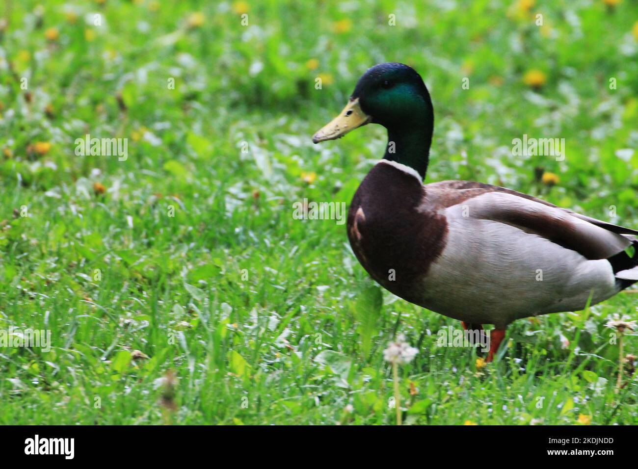 Duck collects worms hi-res stock photography and images - Alamy