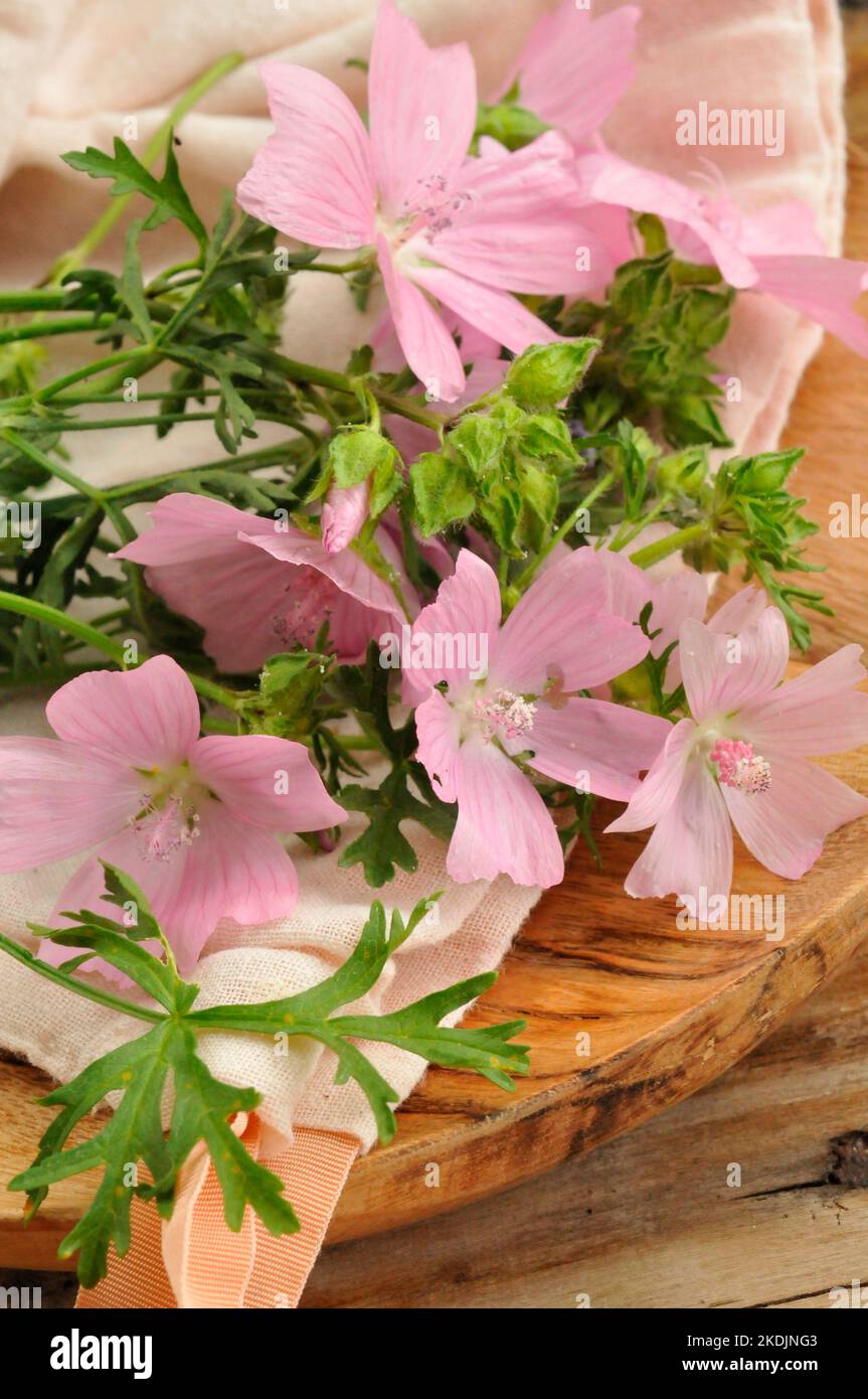 Musk mallow (Malva moschata) flowers, wild edible plant, benefits ...
