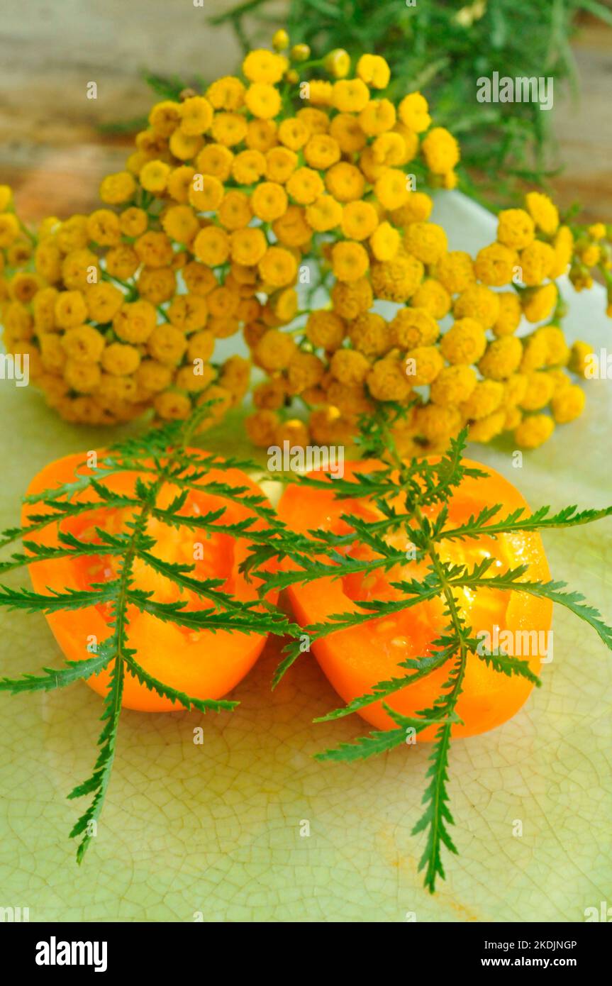 Common Tansy flowers (Tanacetum vulgare), leaves for aromatic use, wild ...