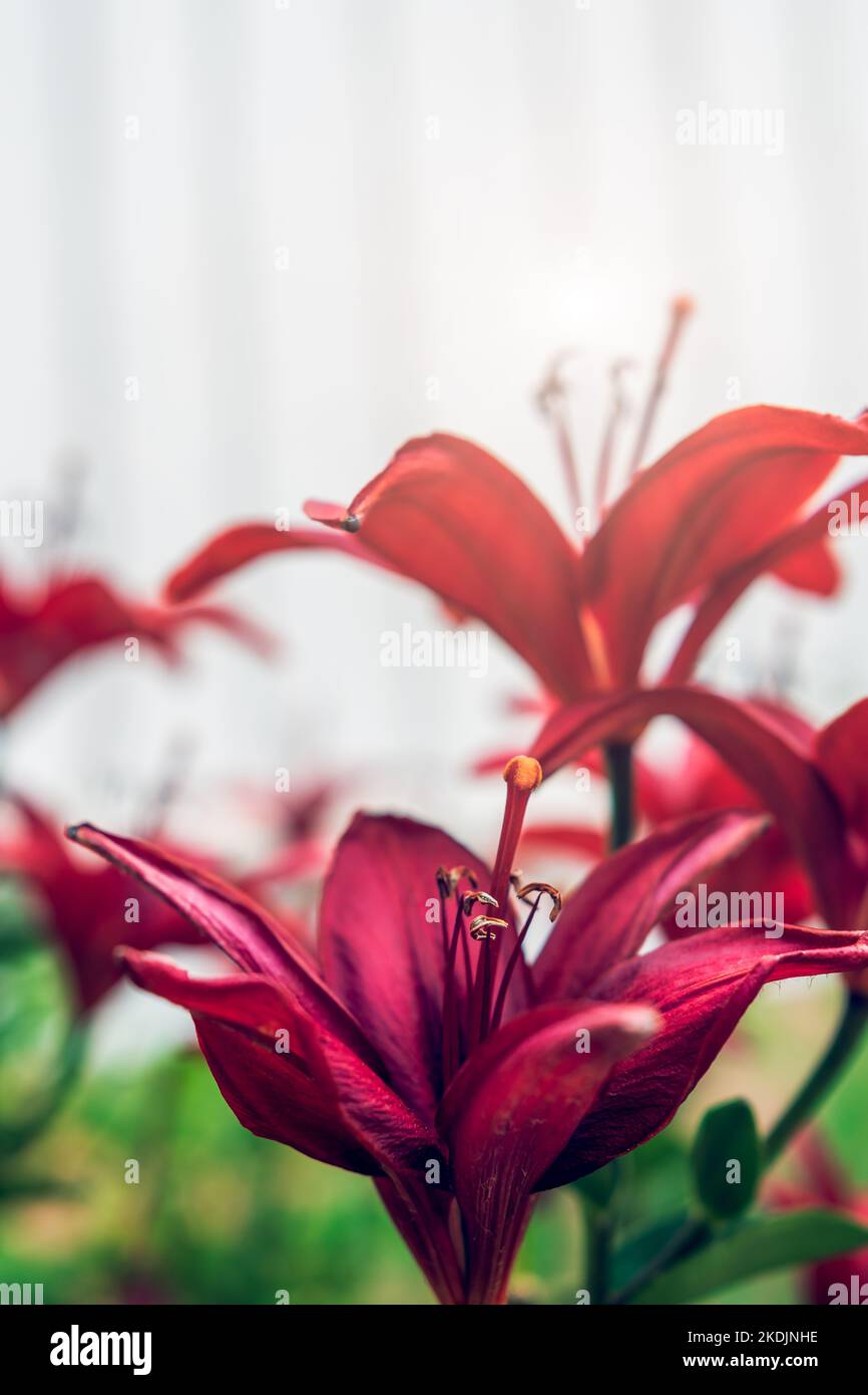 Bright red asiatic lily flower hi-res stock photography and images - Alamy
