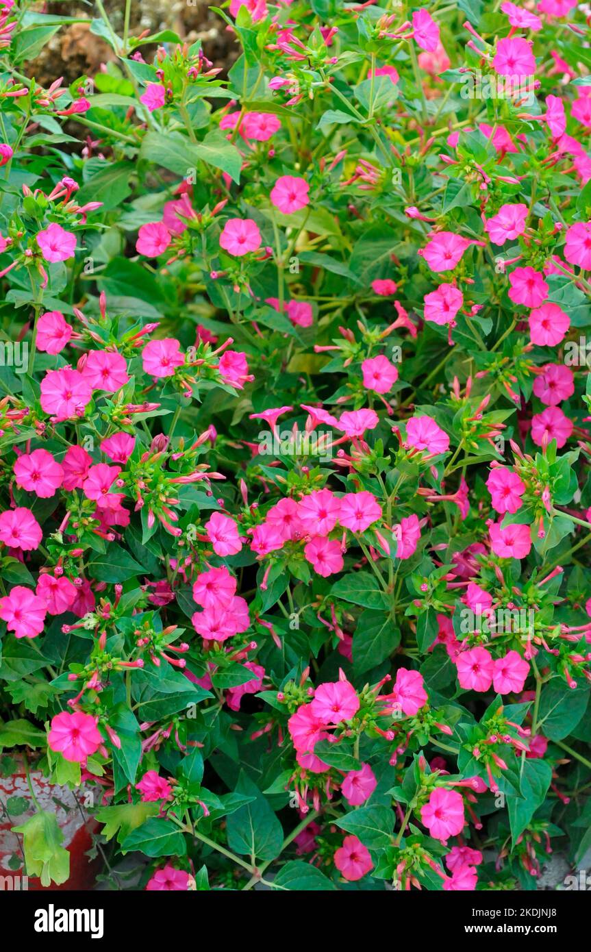 Marvel-of-peru (Mirabilis jalapa) in bloom in garden Stock Photo - Alamy