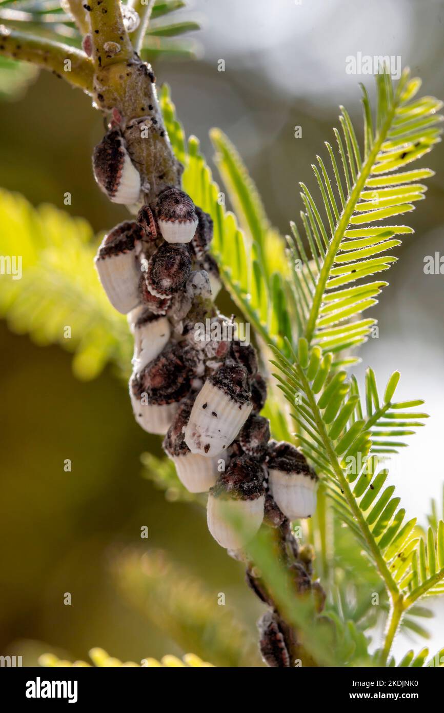 Cluster of cottony cushion scale (Icerya purchasi) bugs on Blue wattle ...