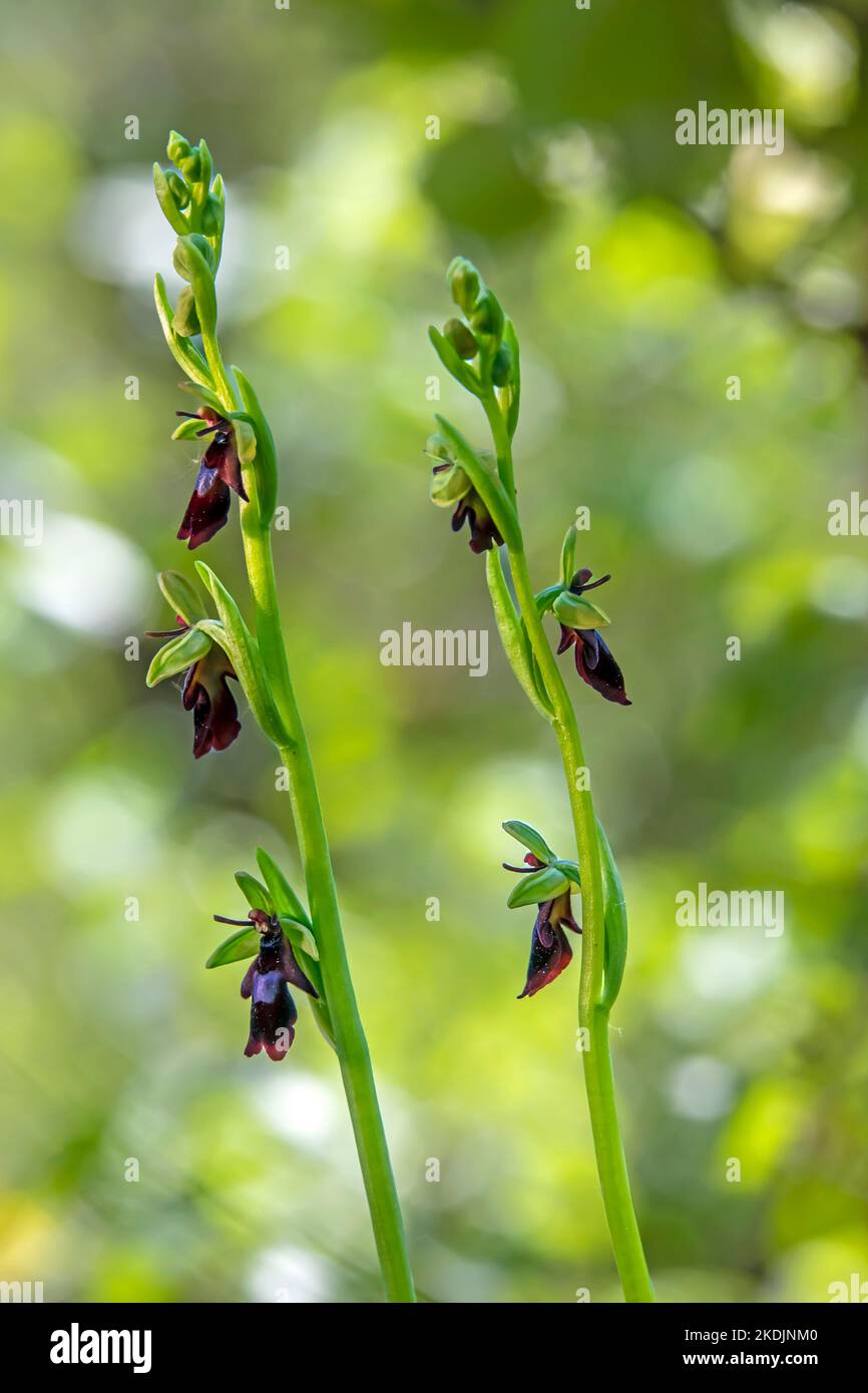 Fly orchid (Ophrys insectifera) detail of flowers on 2 feet in spring ...