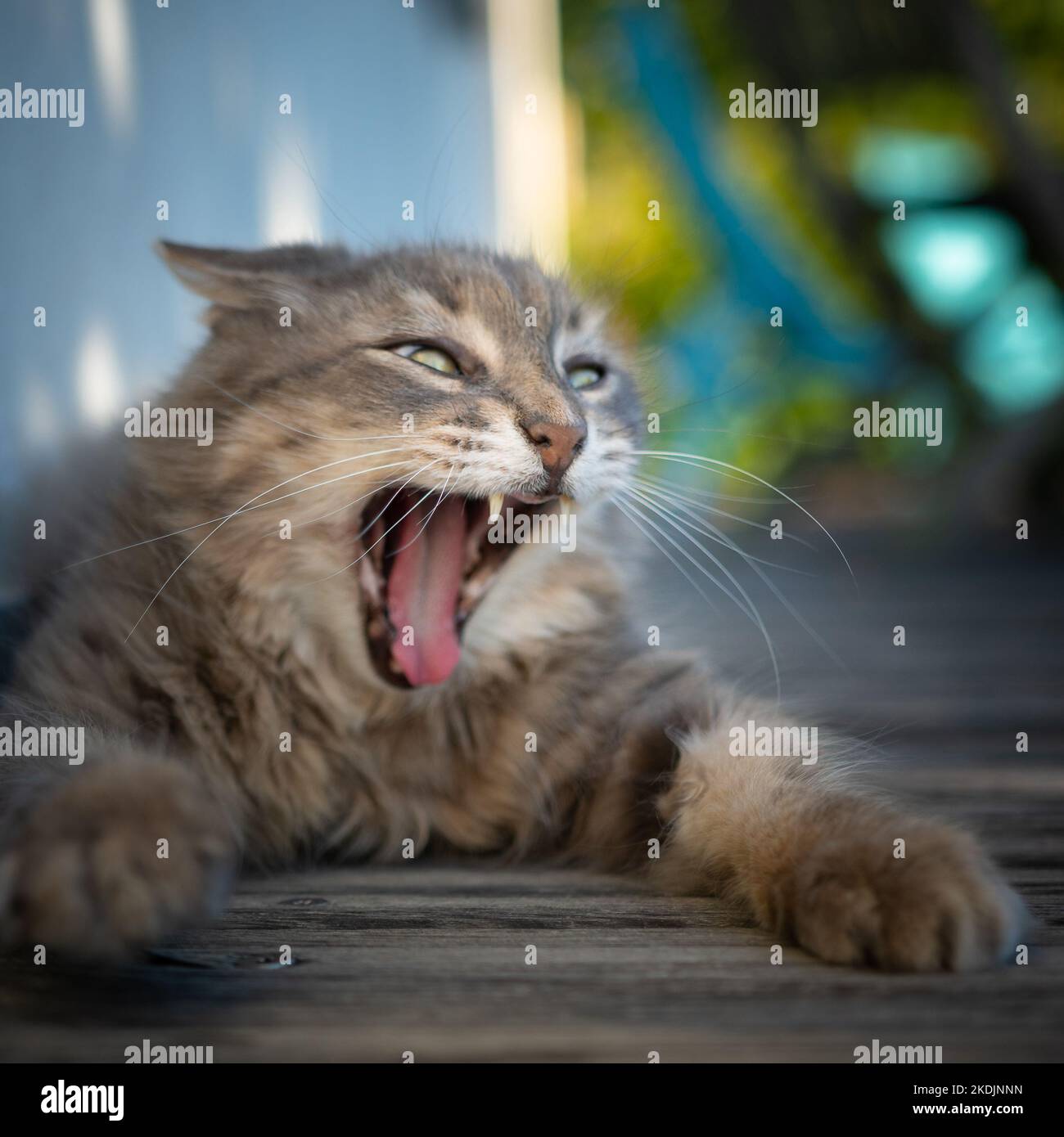 Cat summer funny hi-res stock photography and images - Alamy
