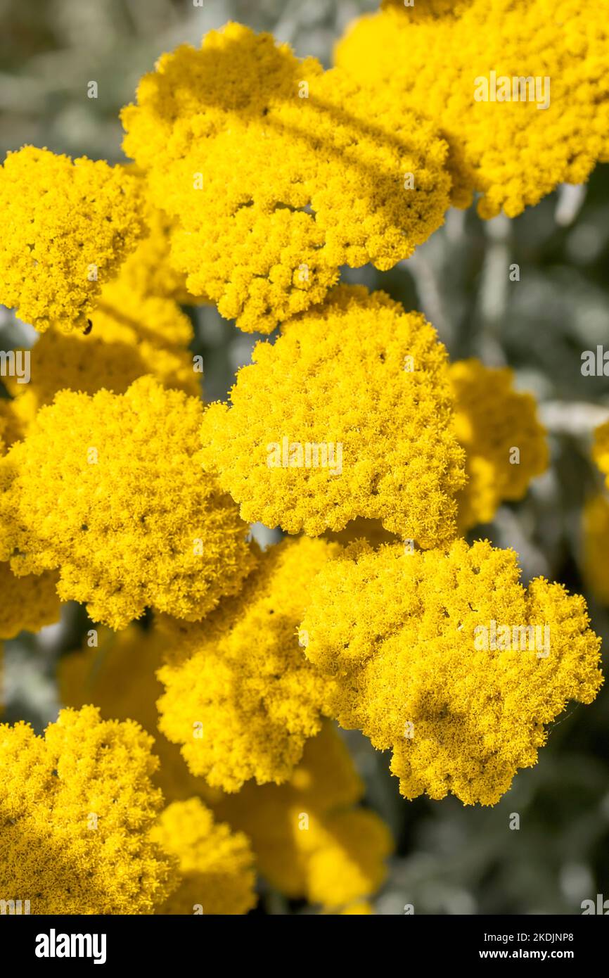 Fernleaf yarrow (Achillea filipendulina Stock Photo - Alamy