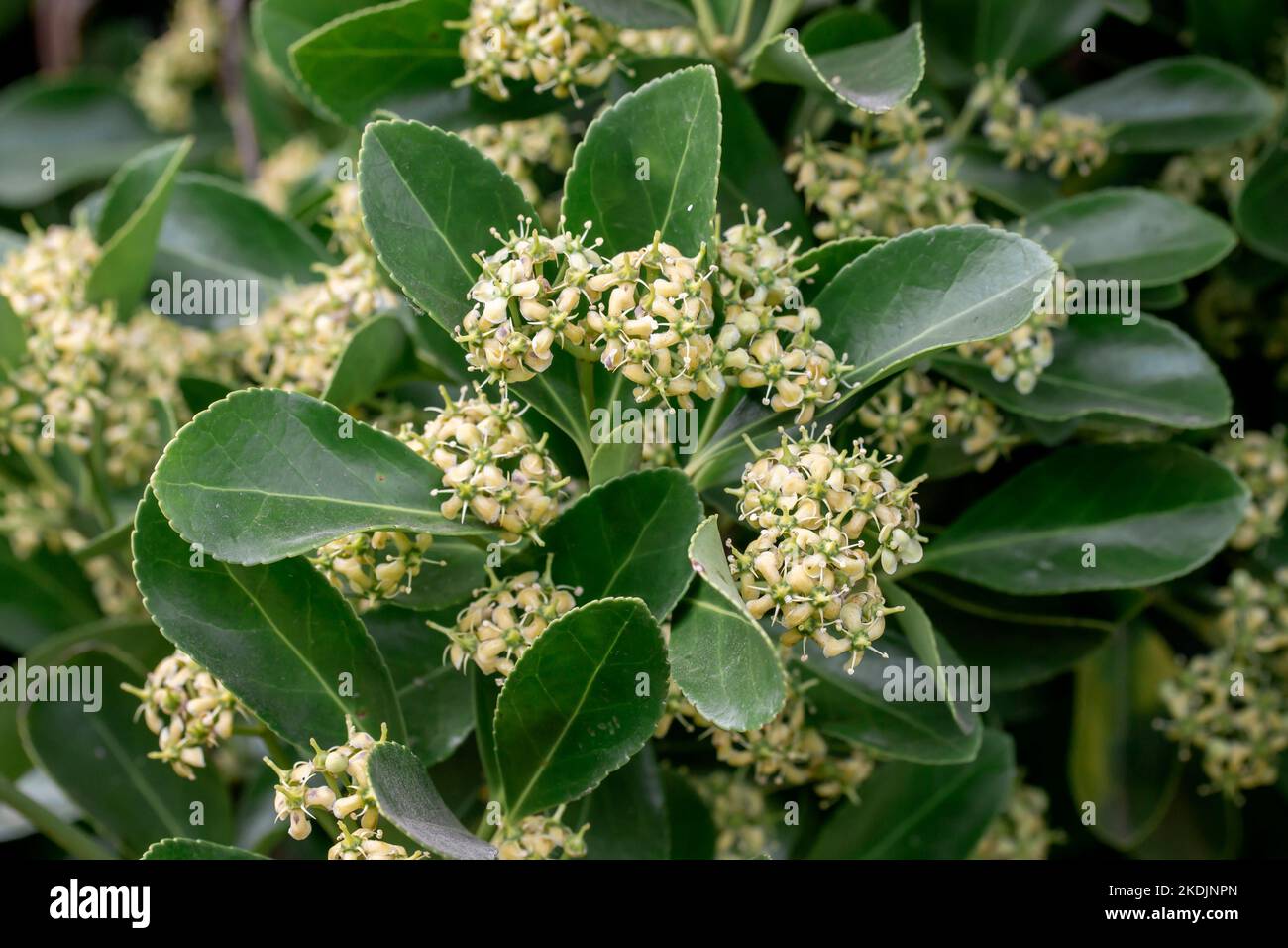 Evergreen spindle (Euonymus japonicus) in flower during july, Brehat ...