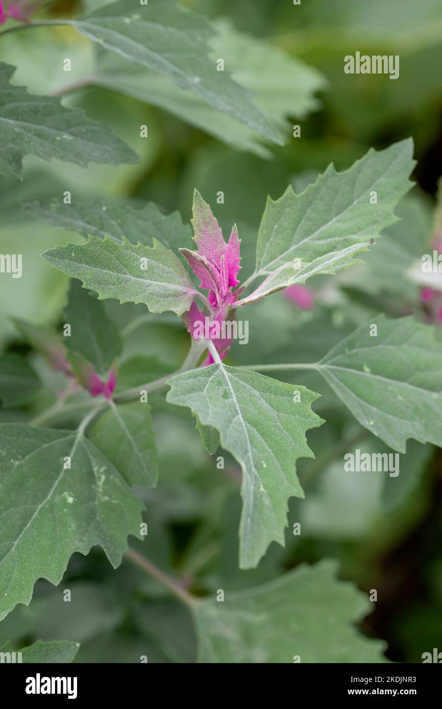 Tree spinach (Chenopodium giganteum Stock Photo - Alamy