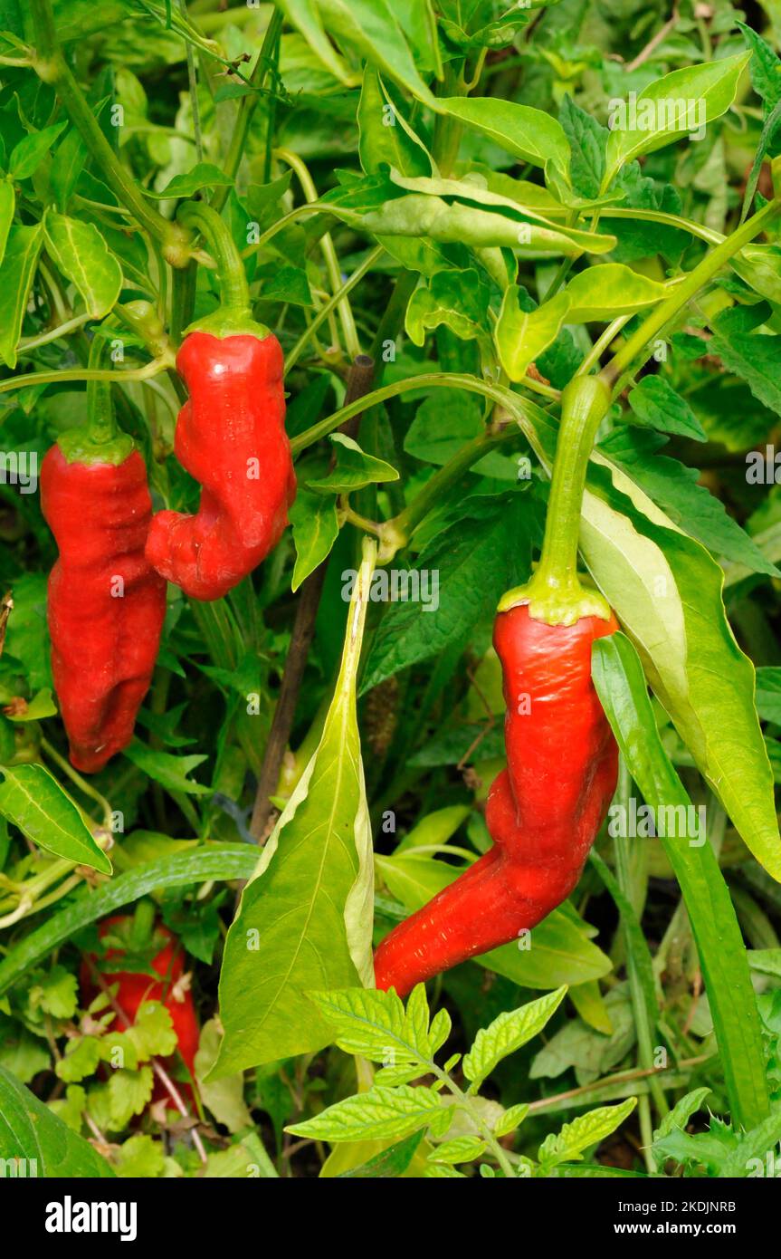 Capsicum type hi-res stock photography and images - Alamy