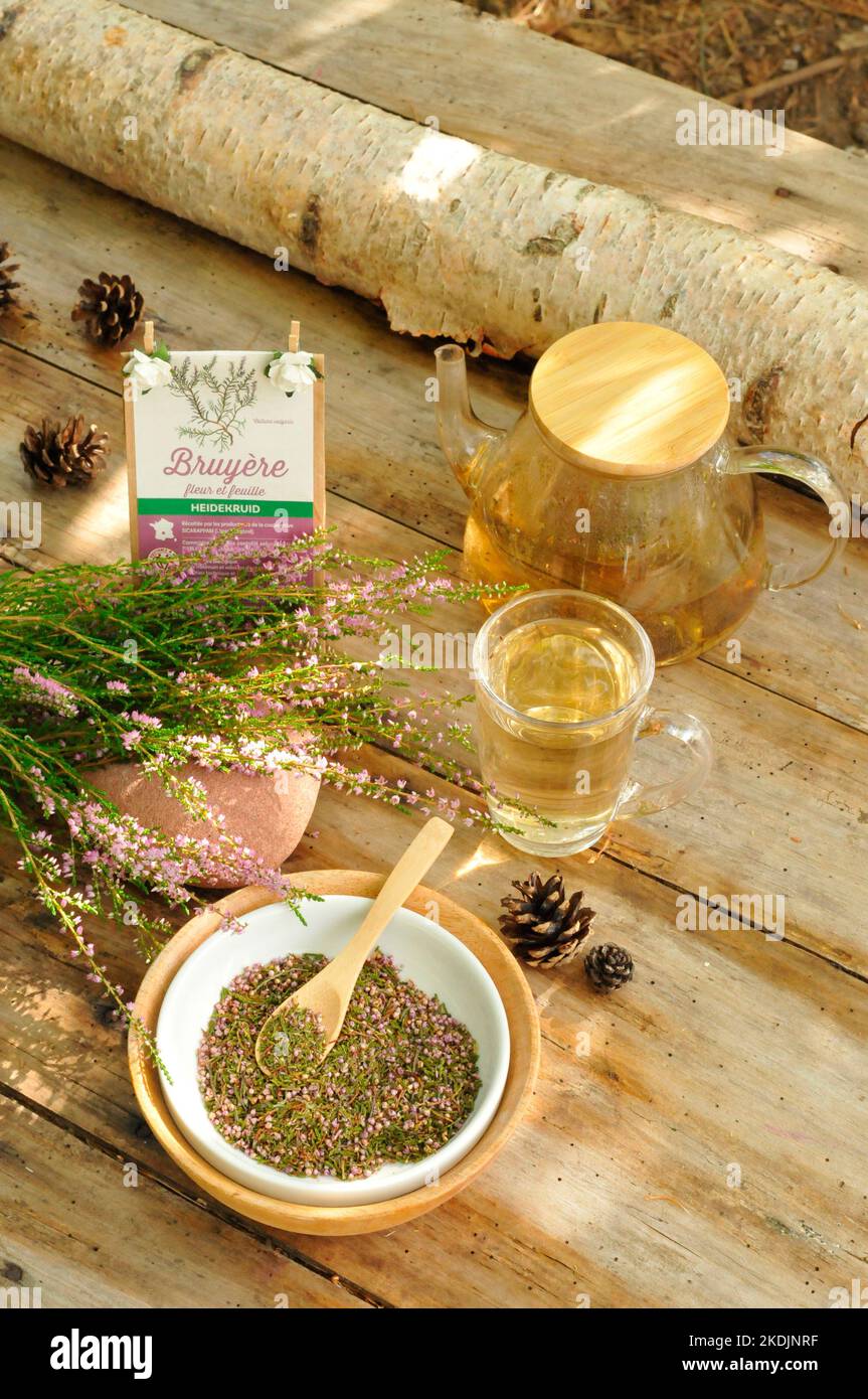 Heather (Calluna vulgaris), flowers in infusion for its virtues Stock ...