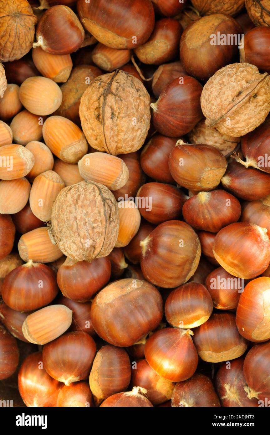 Chestnuts (Castanea sativa), Nuts (Juglans regia), Hazelnuts (Corylus ...