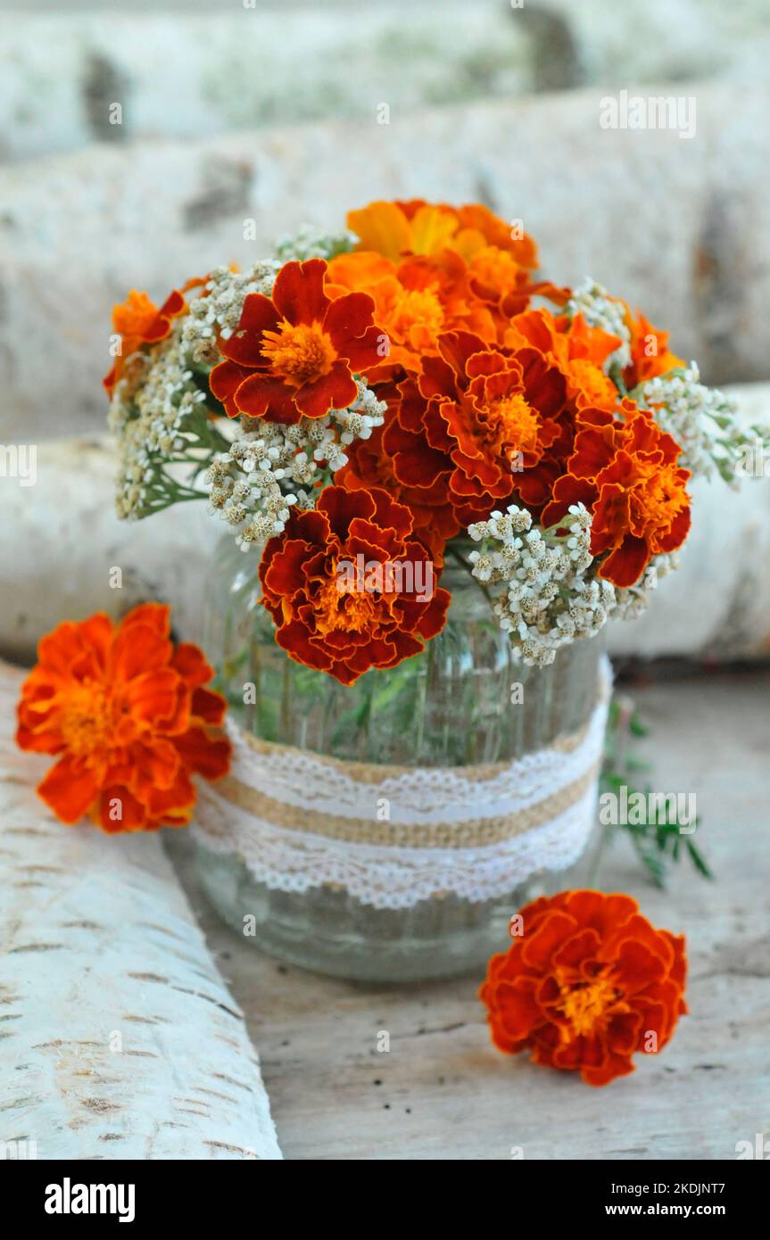 Small charming bouquet of French marigolds (Tagetes patula) and Milfoil ...