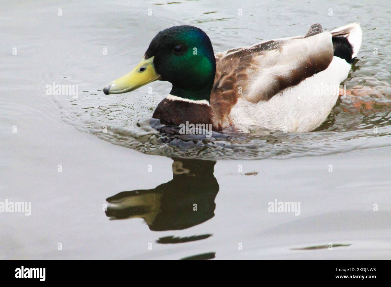 A duck male is reflected in the mirror of a pond in a city park Stock ...