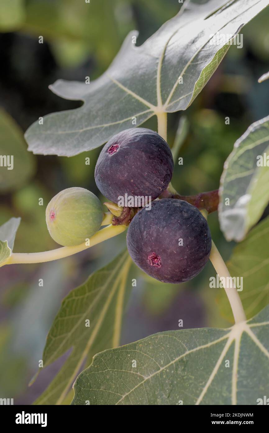 Fig ficus sp fruit hi-res stock photography and images - Alamy