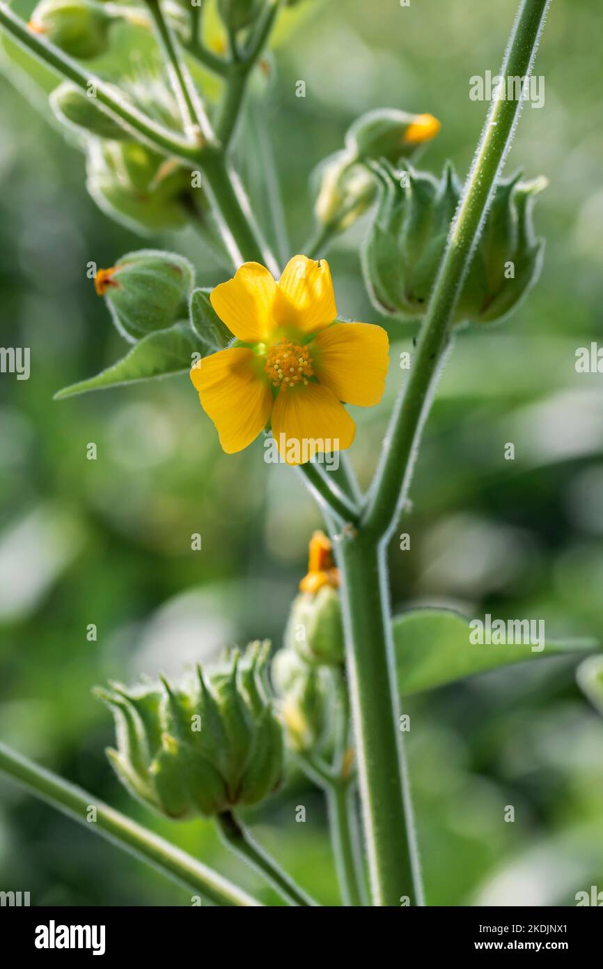 Velvet weed hi-res stock photography and images - Alamy