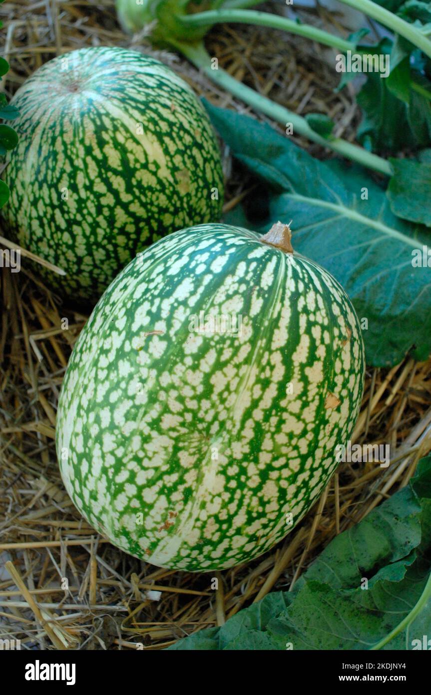 Figleaf gourd (Cucurbita ficifolia Stock Photo - Alamy
