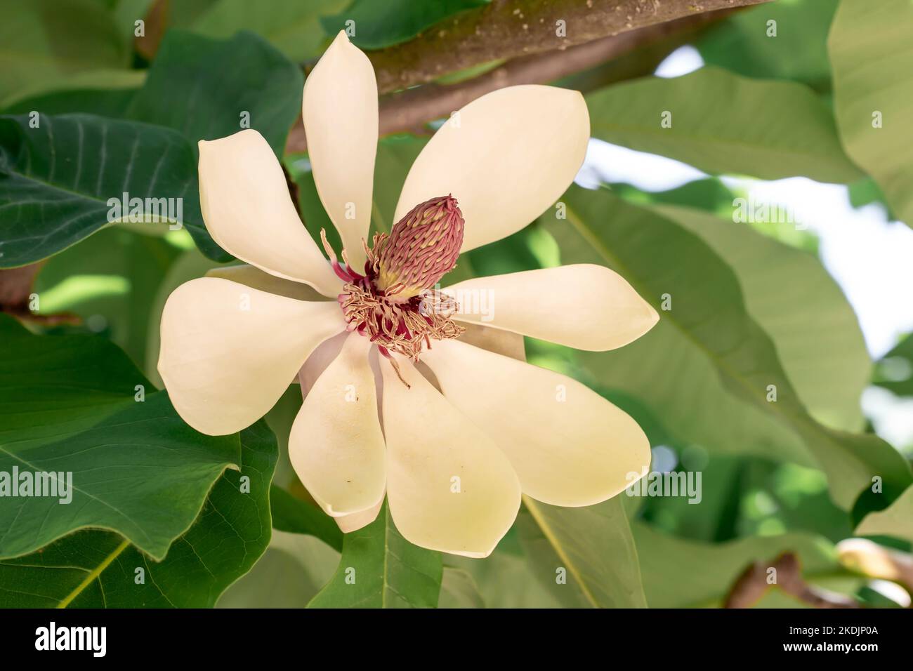 Houpu magnolia (Magnolia officinalis) flower Stock Photo - Alamy