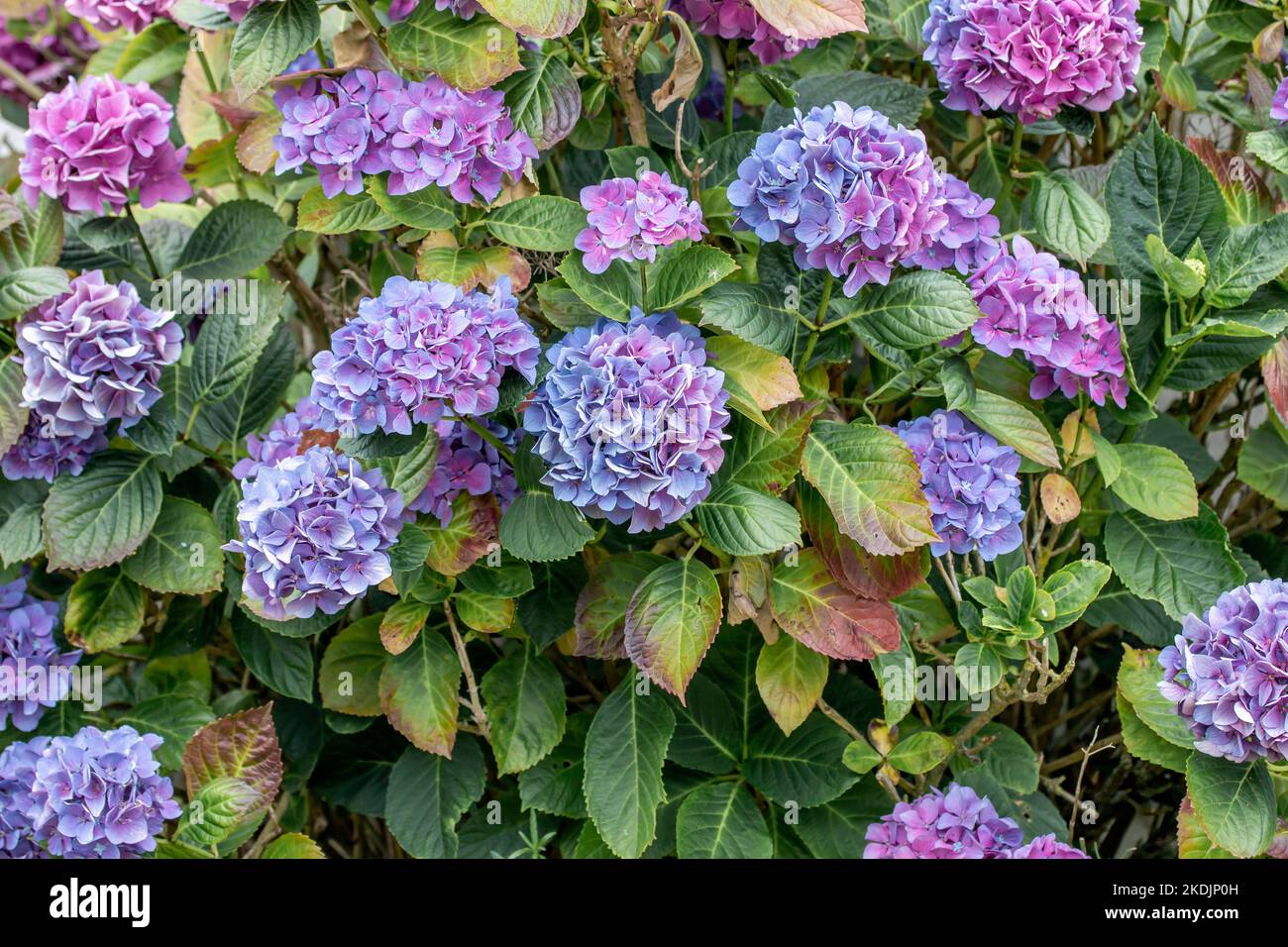 Drought stress on flowering Bigleaf hydrangea (Hydrangea macrophylla ...