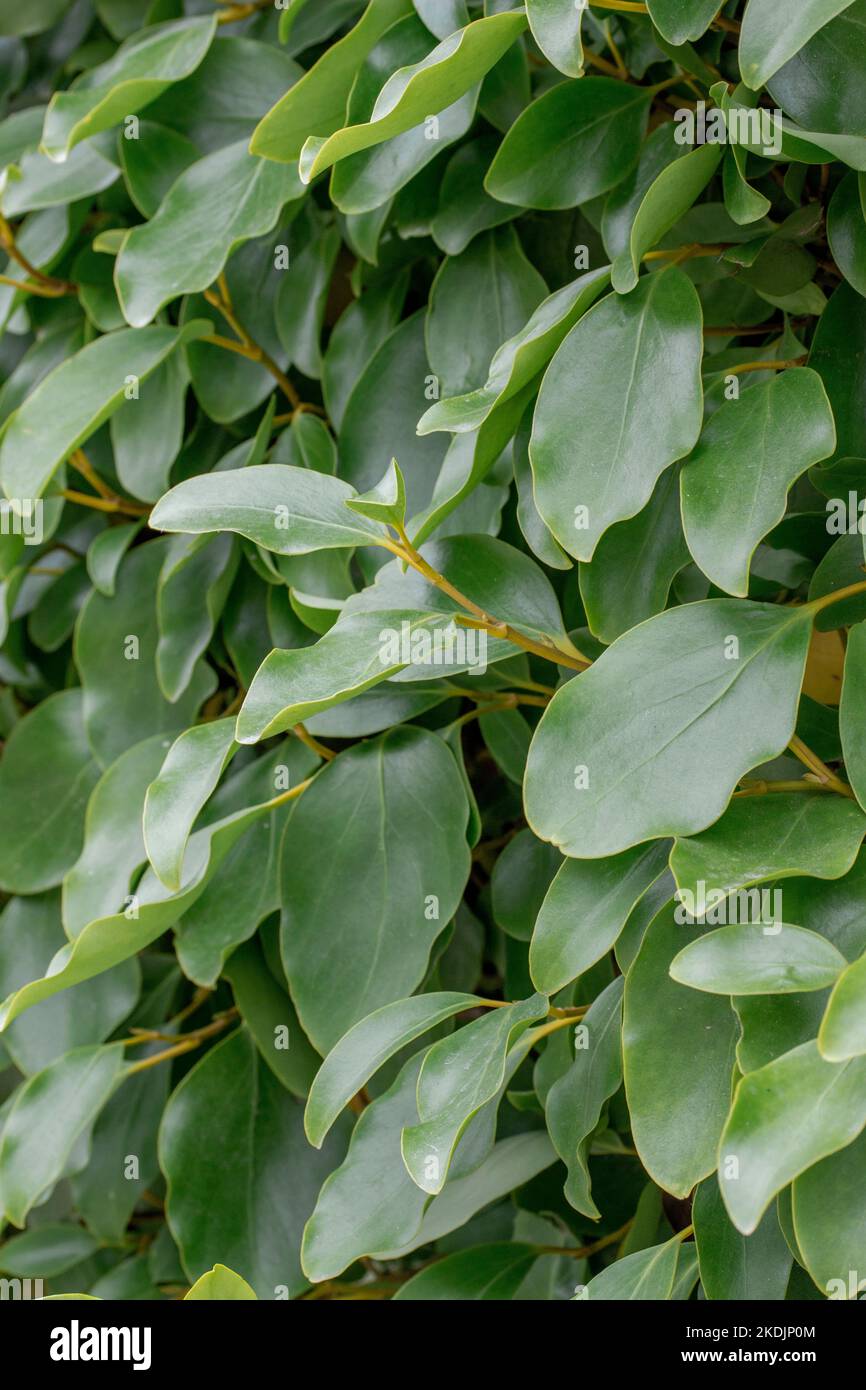 Kapuka (Griselinia littoralis), leaves Stock Photo - Alamy