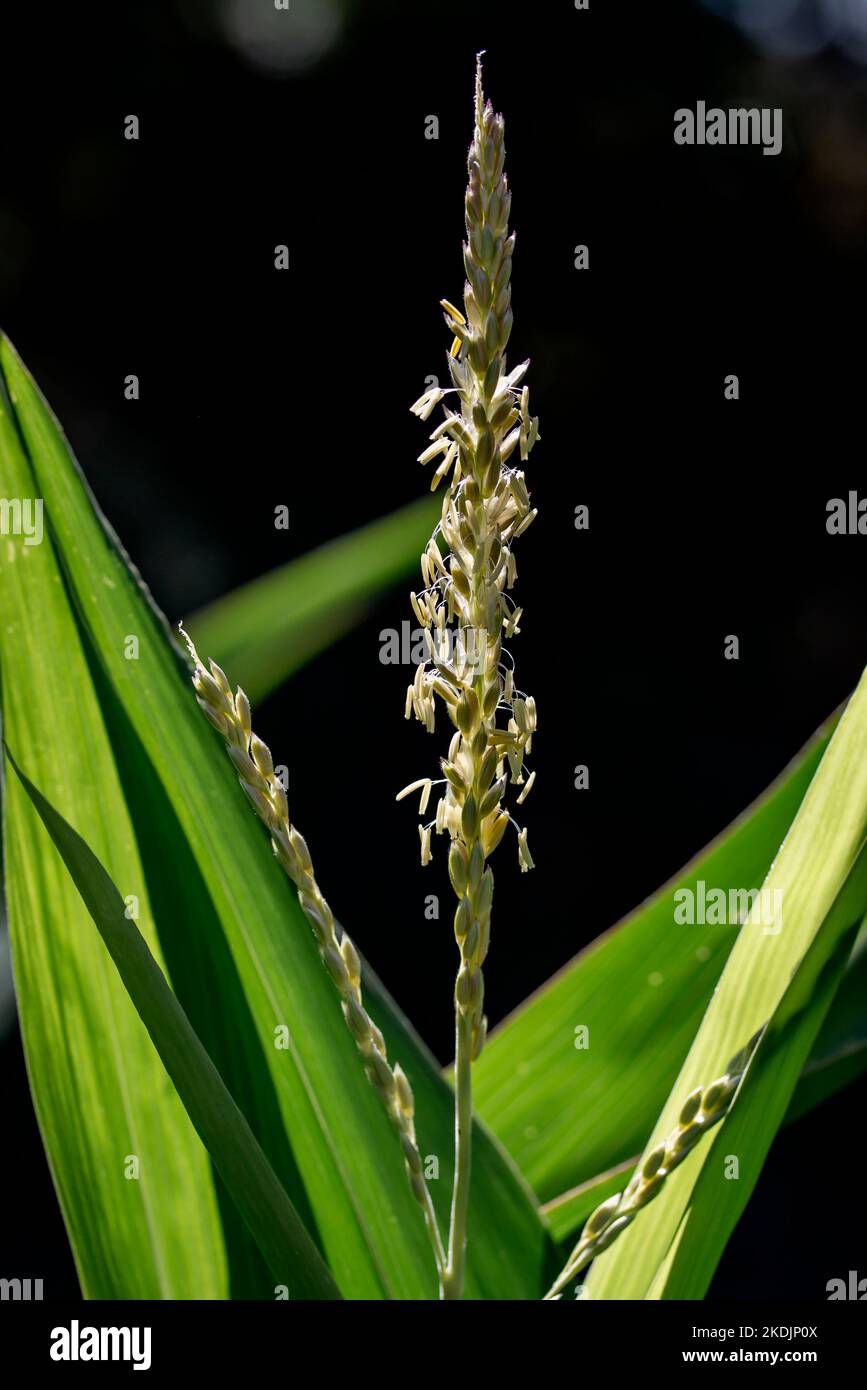 Male flowers of Maize plant (Zea mays), Cotes-d'Armor, France Stock ...