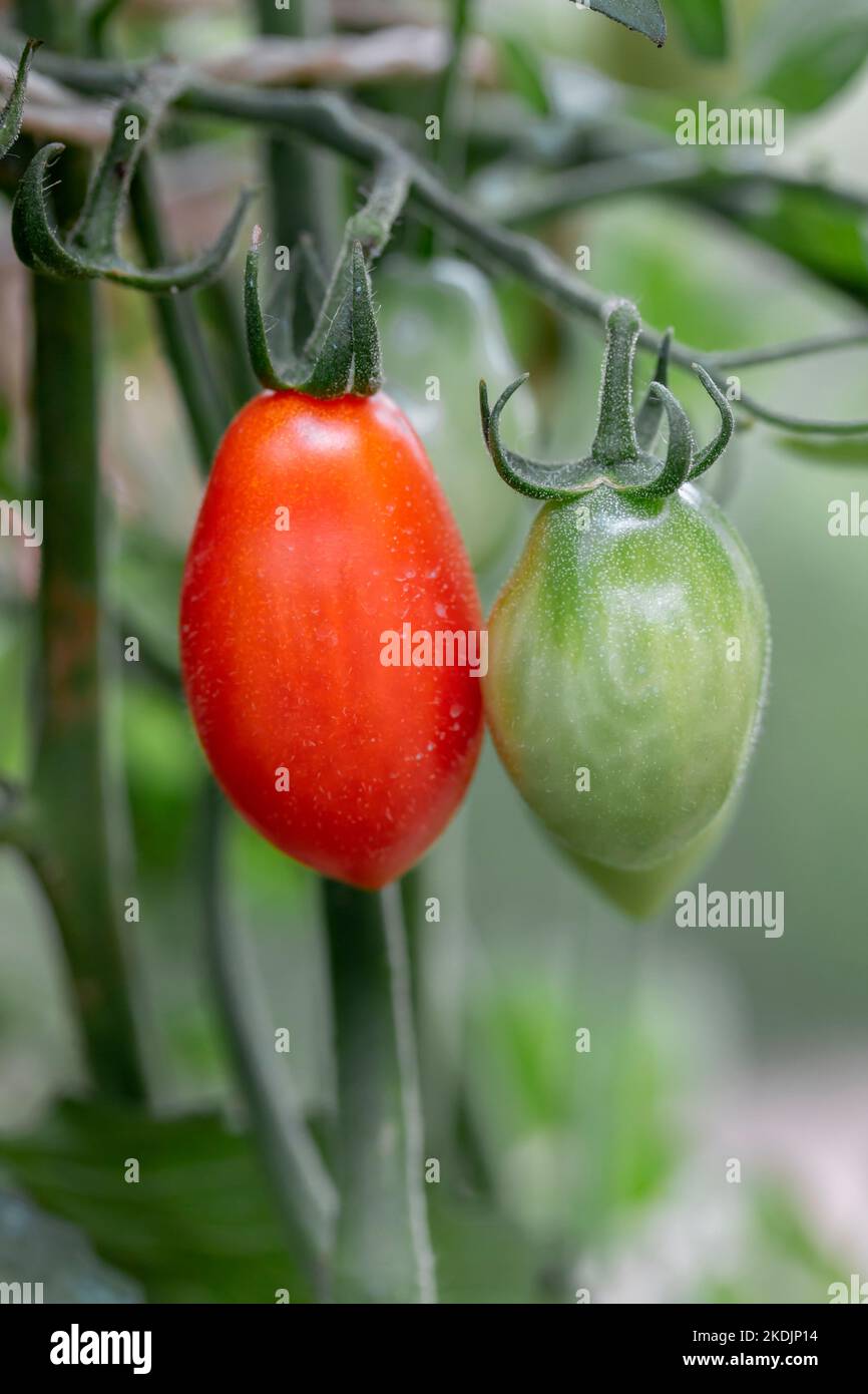 Cherry tomato 'Trilly' Stock Photo - Alamy