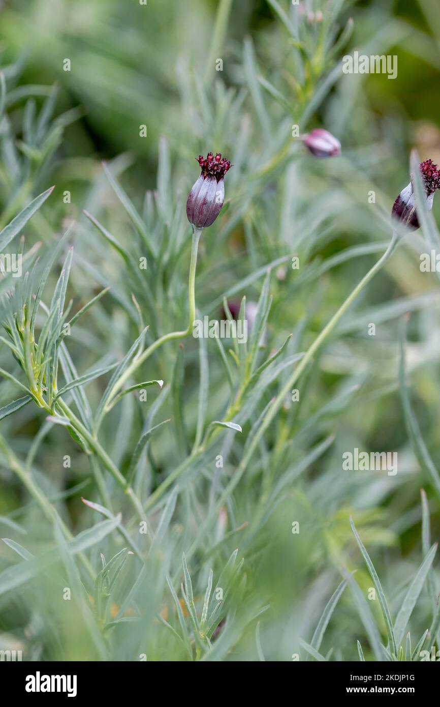 Pipicha (Porophyllum linaria Stock Photo - Alamy