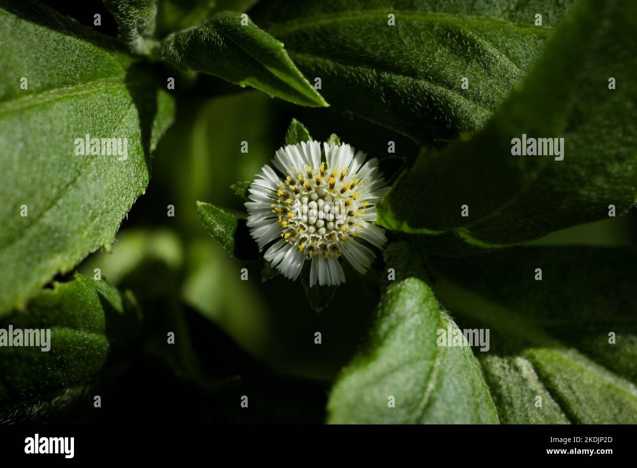 Eclipta plant in nature. false daisy or eclipta alba or bhringraj or ...