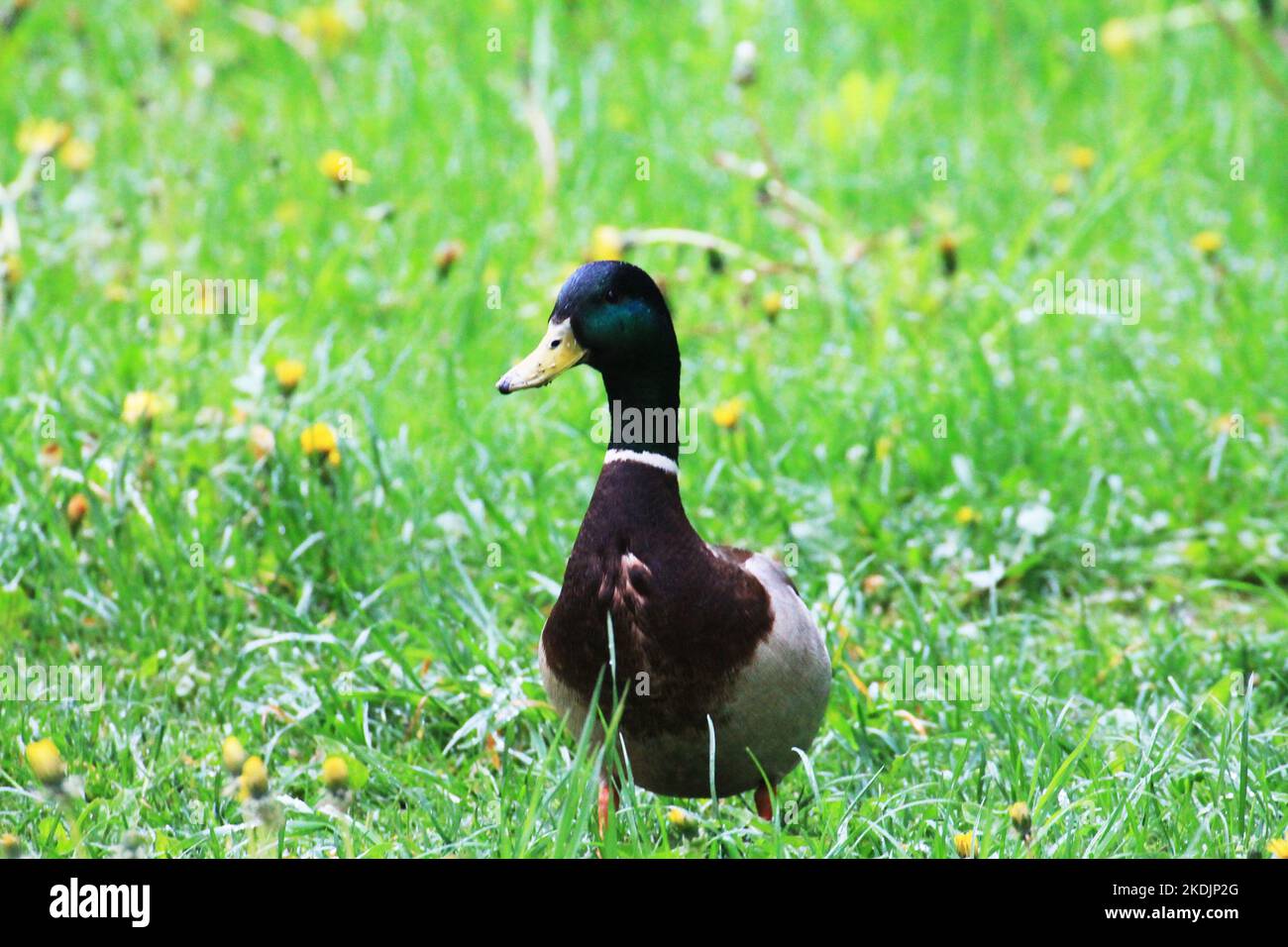 Duckling neck stretched hi-res stock photography and images - Alamy