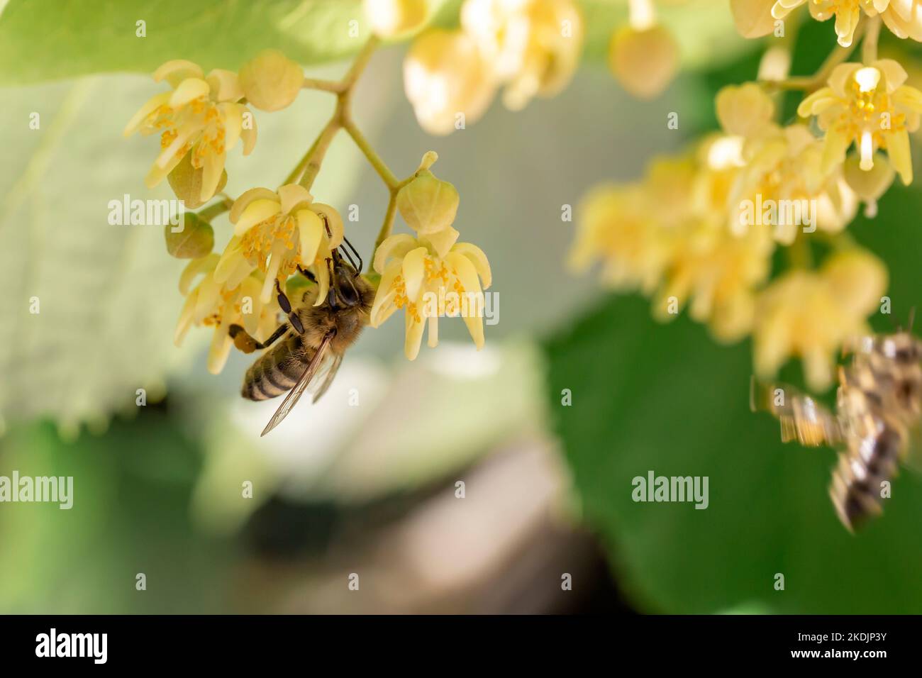 Honey bee (Apis mellifera) foraging on Linden (Tilia sp) flowers, Gard ...