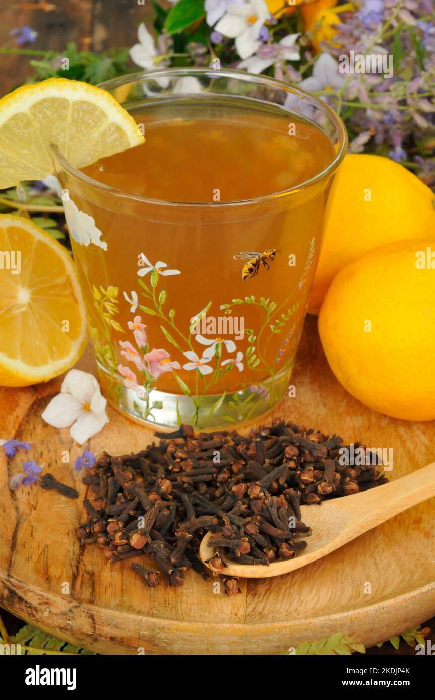 Cloves (Syzygium aromaticum), clove and lemon (Citrus limon) infusion ...