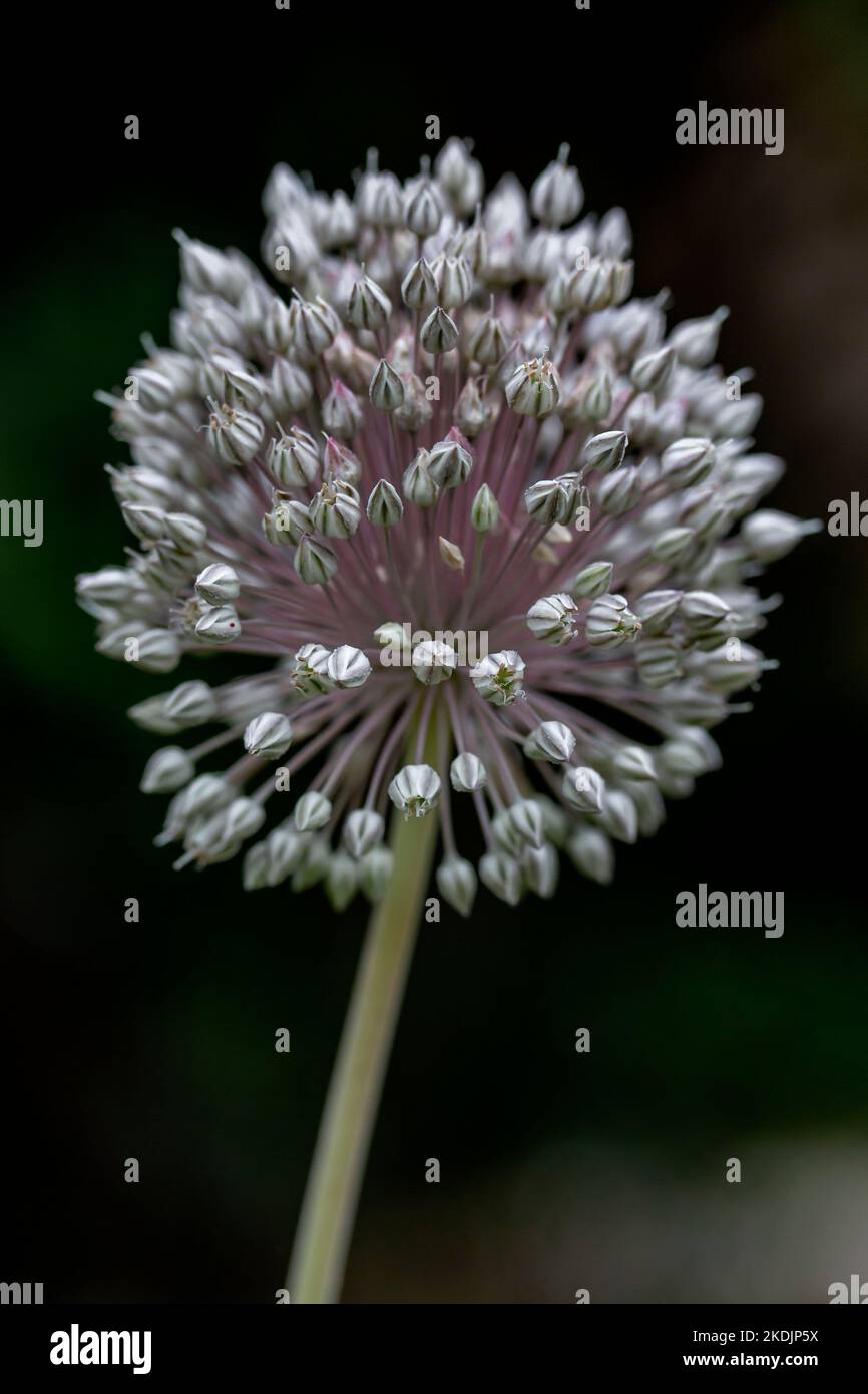 Many-flowered garlic (Allium polyanthum), Gard, France Stock Photo - Alamy