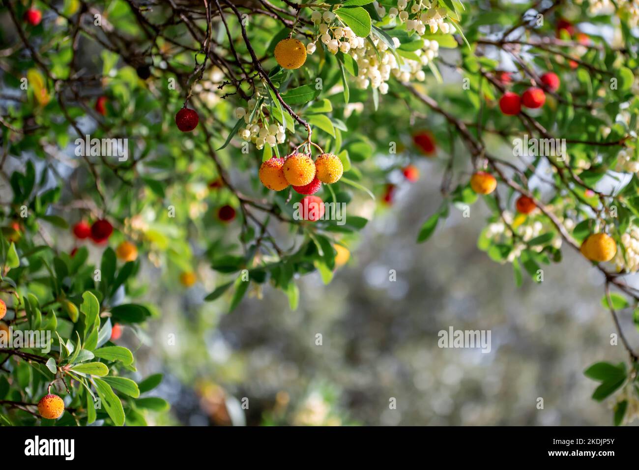 Strawberry tree (Arbutus unedo) fruits in autumn, Gard, France Stock ...