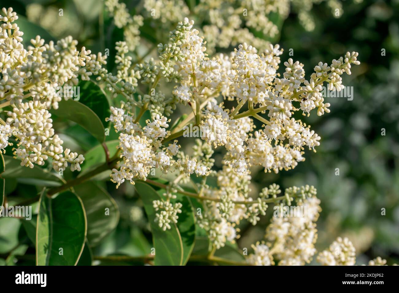 Chinese privet (Ligustrum lucidum) flowers Stock Photo - Alamy