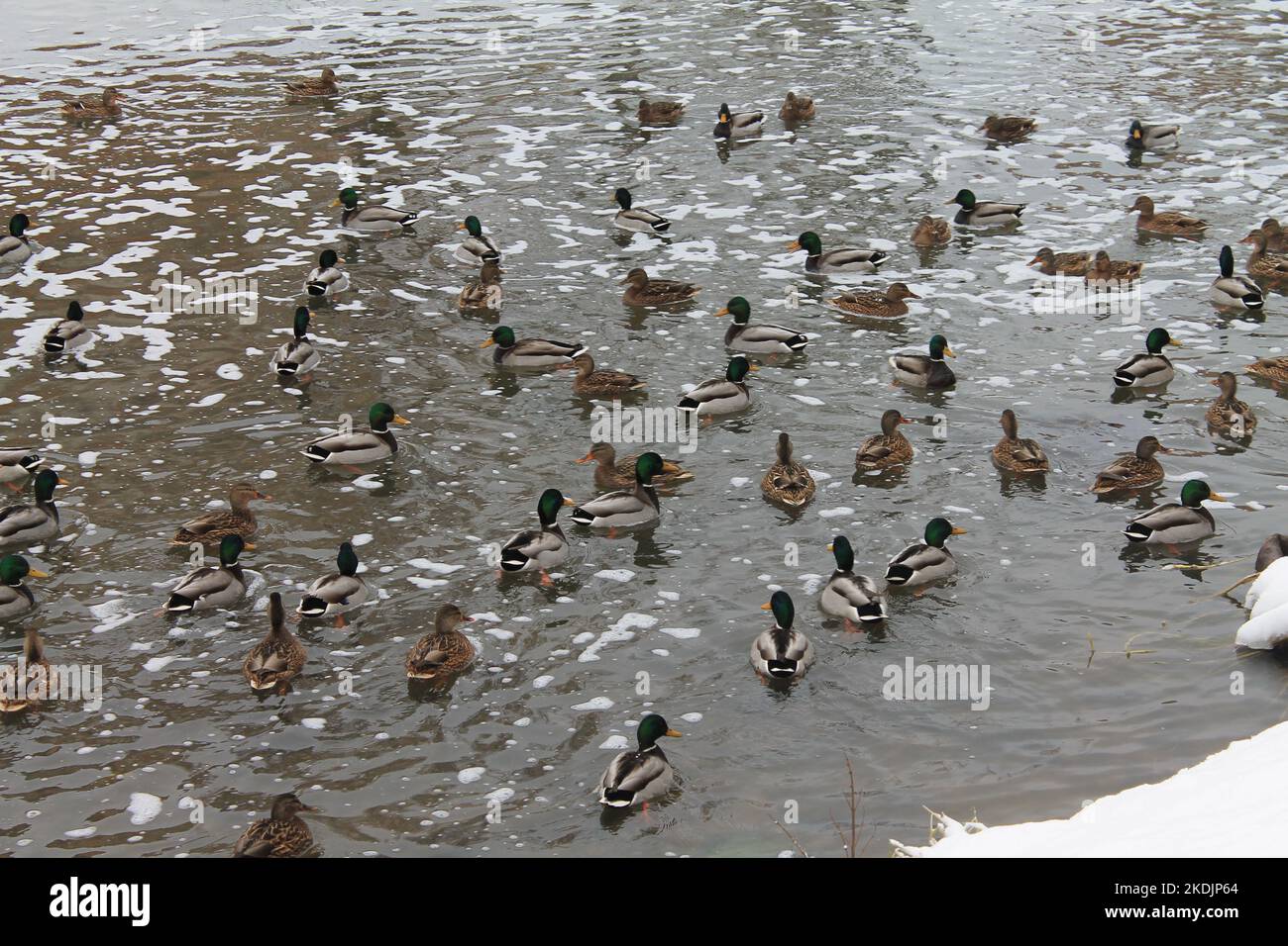 A fast-flowing backwater serves as a refuge and hunting ground for a ...
