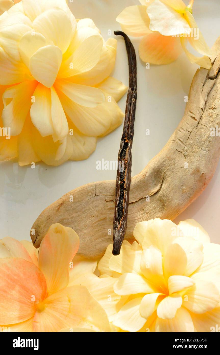 Vanilla pod (Vanilla pompona) driftwood and Begonia flowers Stock Photo ...
