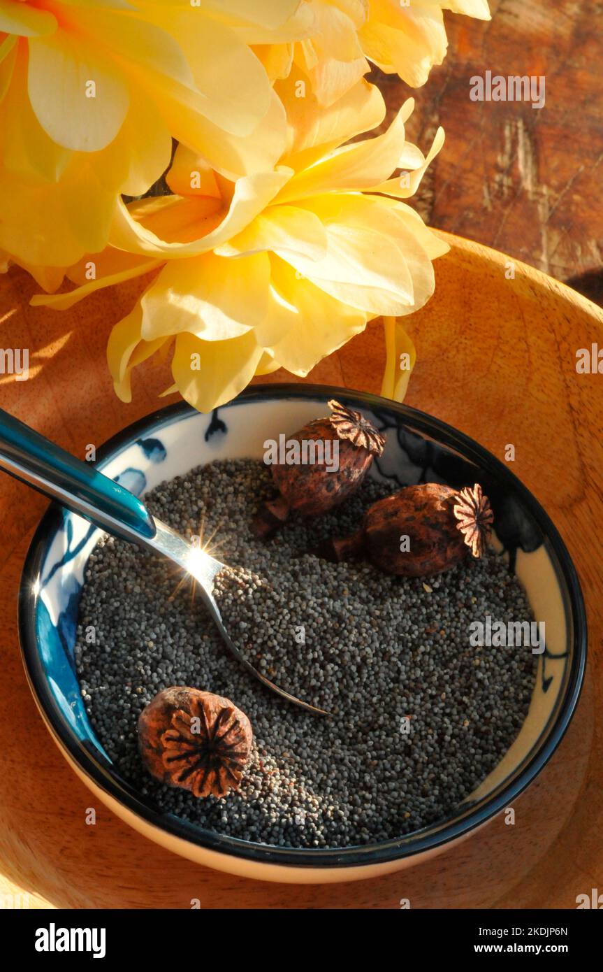 Poppy seeds (Papaver somniferum), used in cooking for their benefits ...