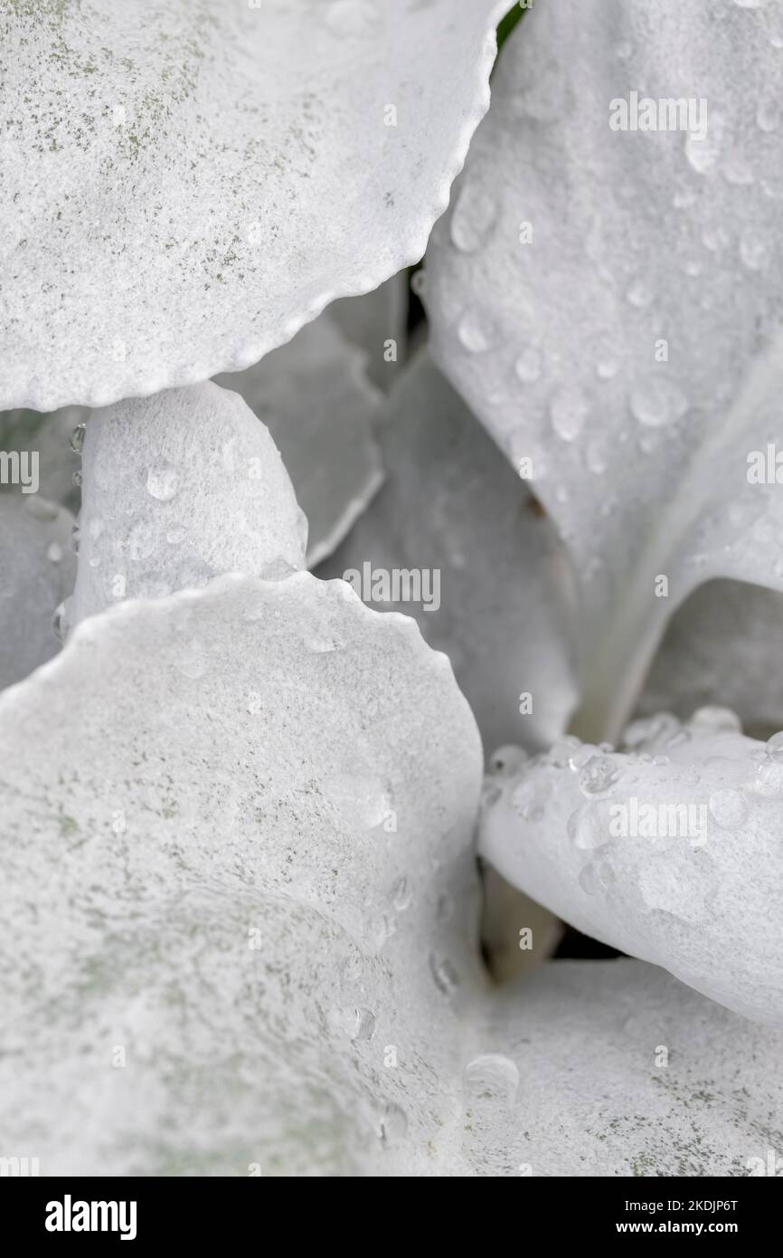 Senecio 'Angel Wings' (Senecio candicans ?Senaw Stock Photo - Alamy