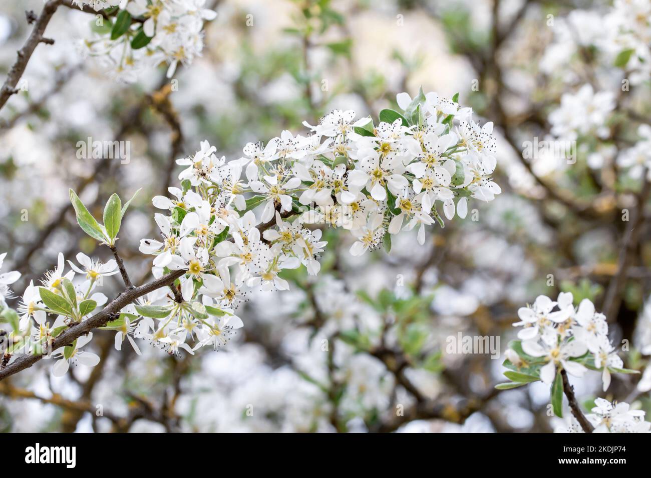 Almond leaved pear pyrus spinosa hi-res stock photography and images ...