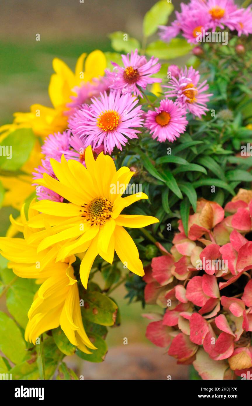 Autumn bouquet, Autumn aster (Aster sp), Hydrangea (Hydrangea sp ...