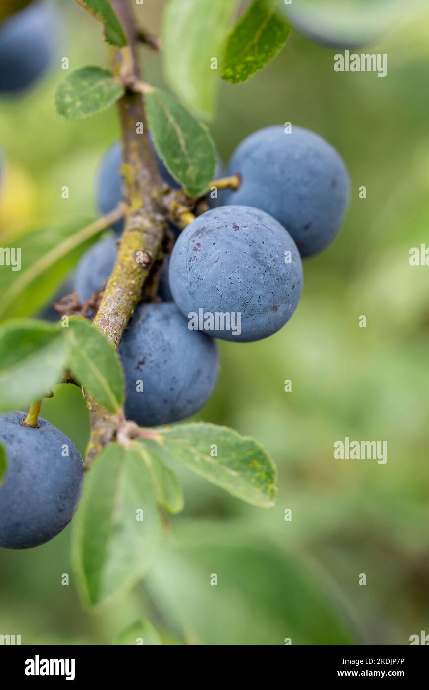 Blackthorn (Prunus spinosa) fruits in summer, Gers, France Stock Photo ...