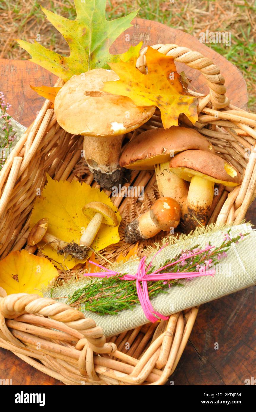 Collecting edible mushrooms in a basket, Ceps and Boletes (Boletus sp ...