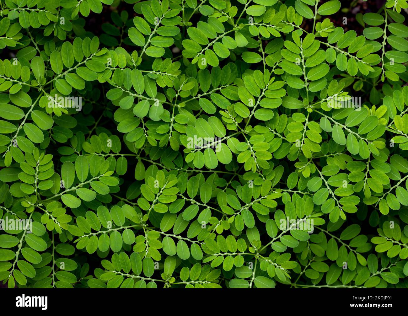 Phyllanthus niruri closeup shot. green leaves texture background. seed ...