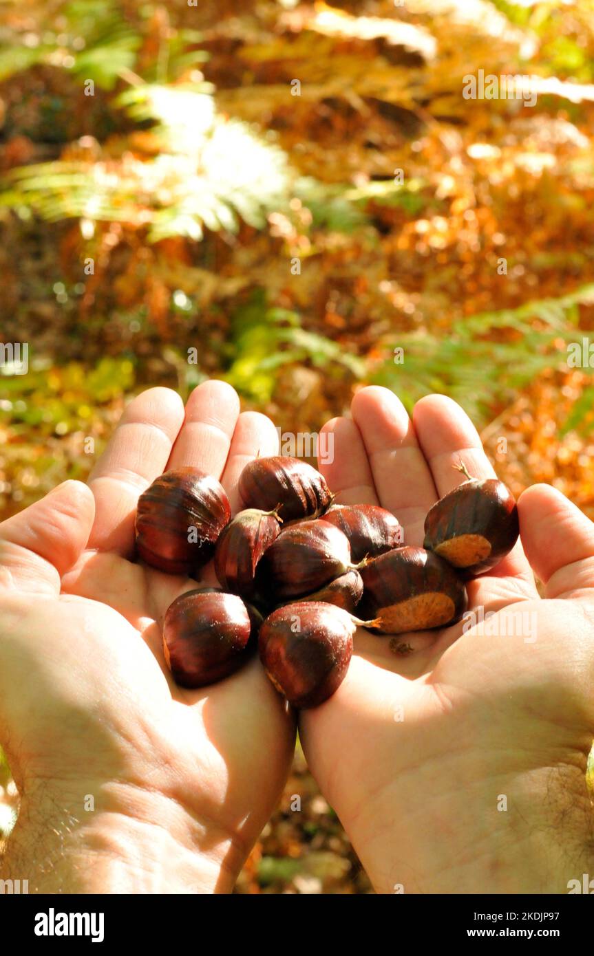 Chestnuts held in the forest, fruit of the chestnut tree, Castanea ...