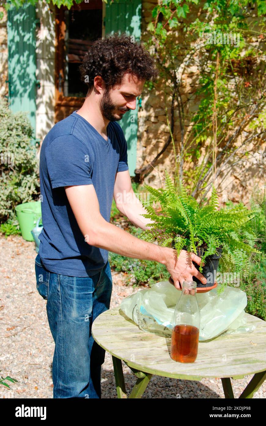 Fertilization of houseplants with fermented plant extract, organic ...