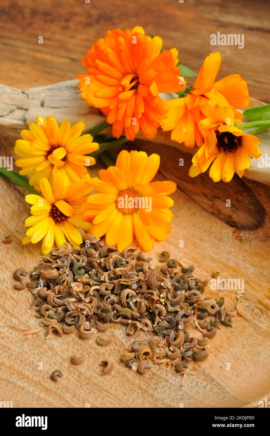 Collection of Pot Marigold flower seeds, Calendula officinalis and ...